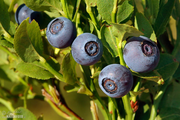 Bilberry Powder – Herbaty